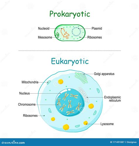 Prokaryotic And Eukaryotic Cell Diagram - MSF Resources